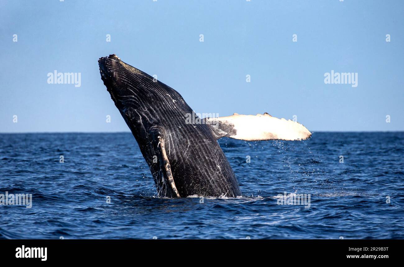 Jumping humpback whale (Megaptera novaeangliae). Mexico. Sea of Cortez ...