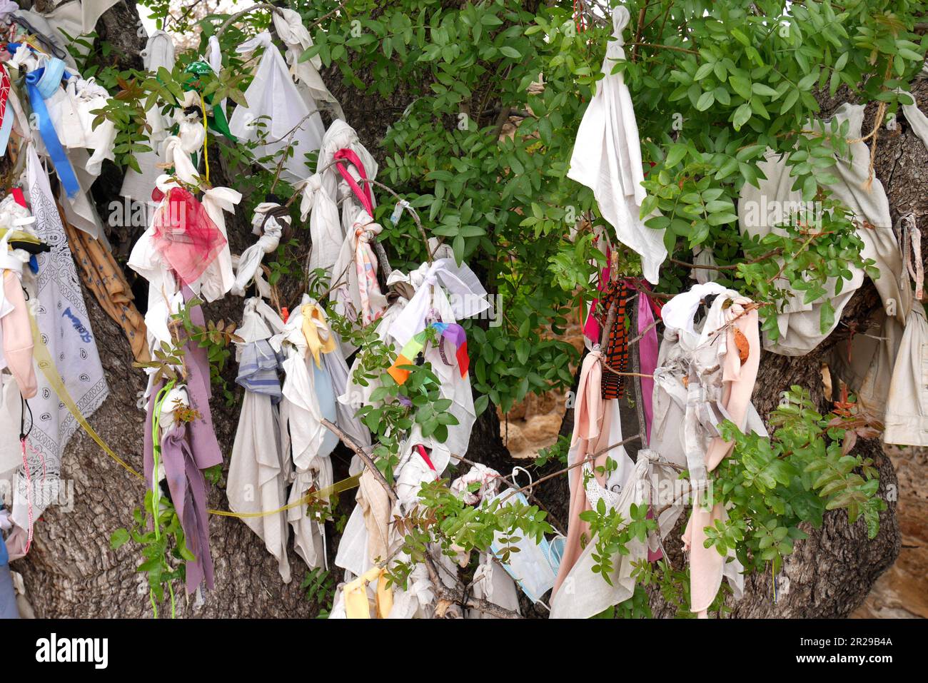 Fabric adorned sacred tree at the entrance to the subterranean church ...