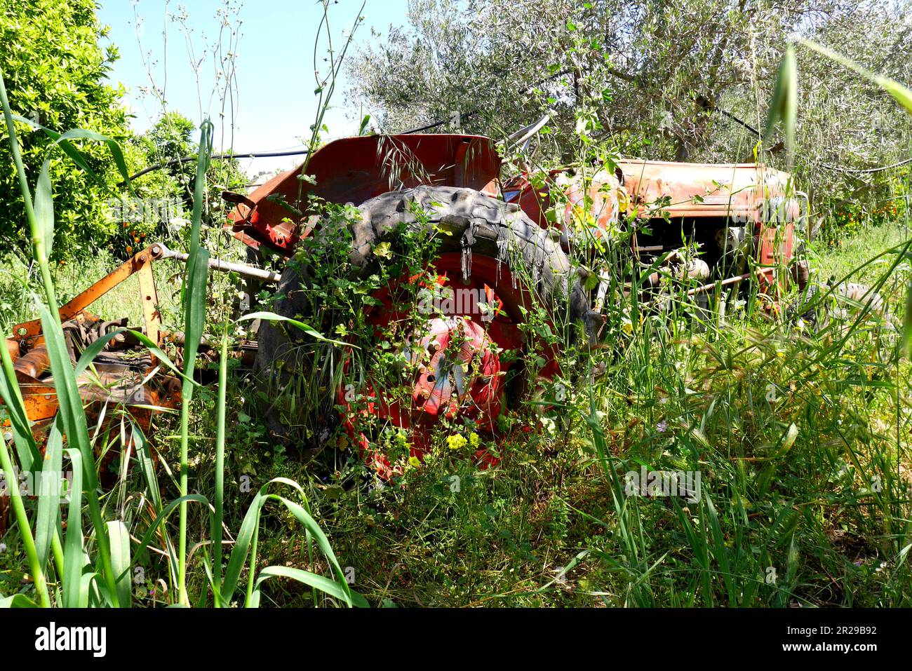 Old red Zetor tractor, manufactured in Czechoslovakia, overgrown with ...