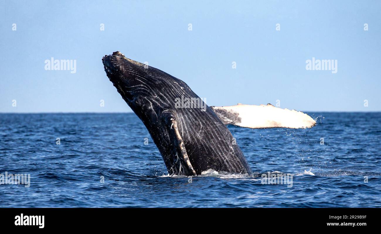 Jumping humpback whale (Megaptera novaeangliae). Mexico. Sea of Cortez ...