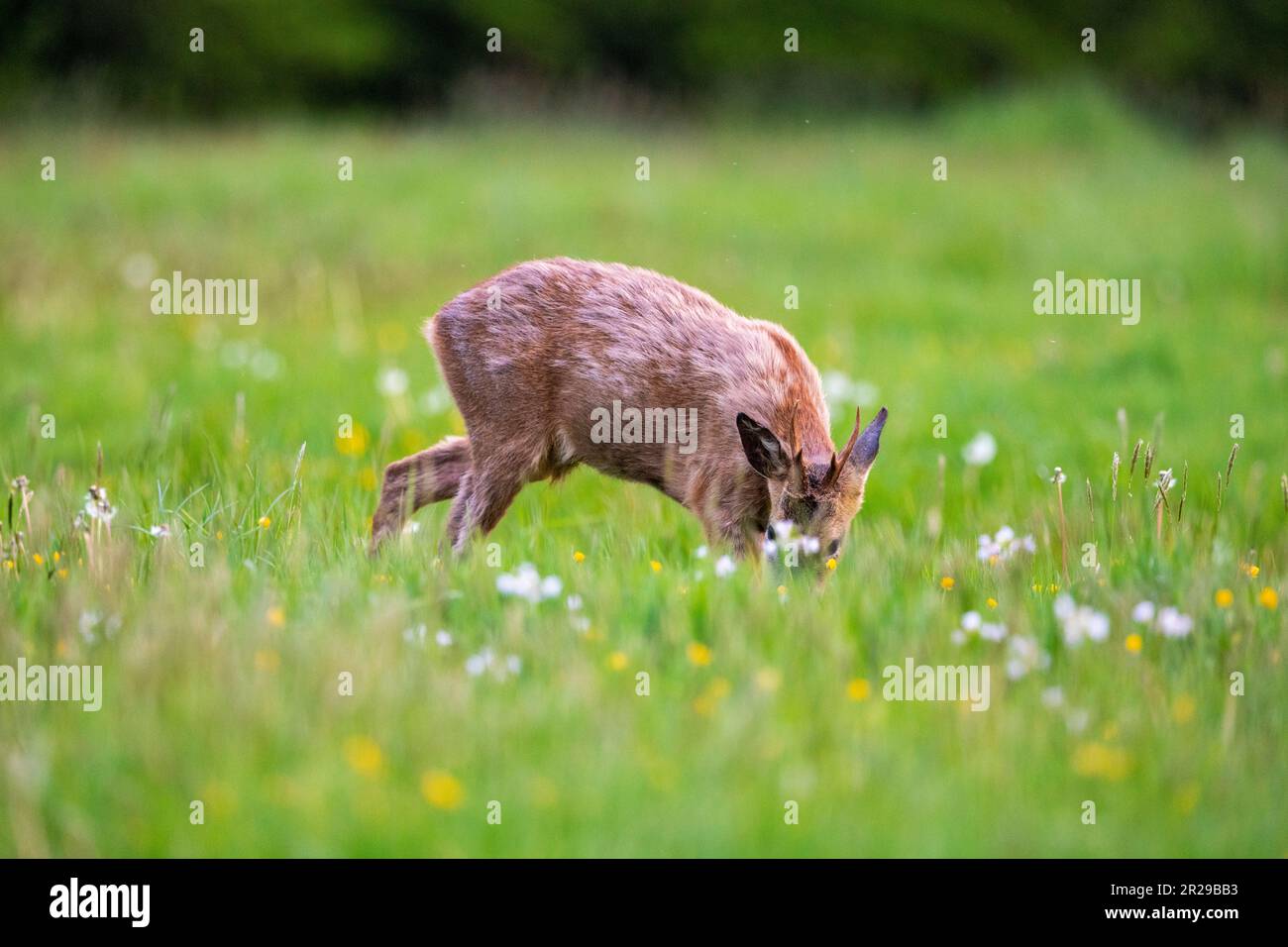 A young roe buck feeding in a meadow during springtime, Norfolk Stock ...