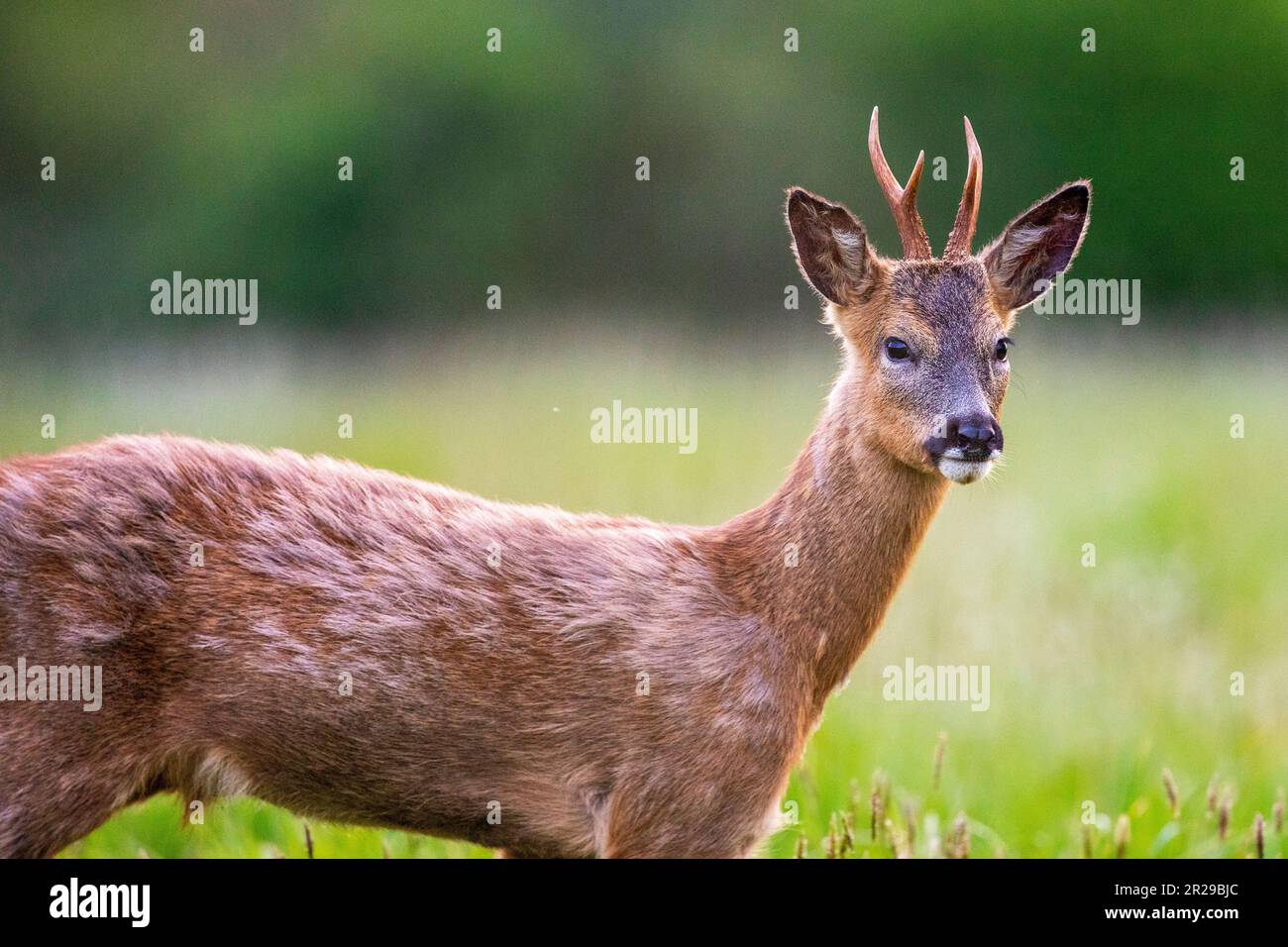 A young roe buck approaches the photographer in a meadow during ...