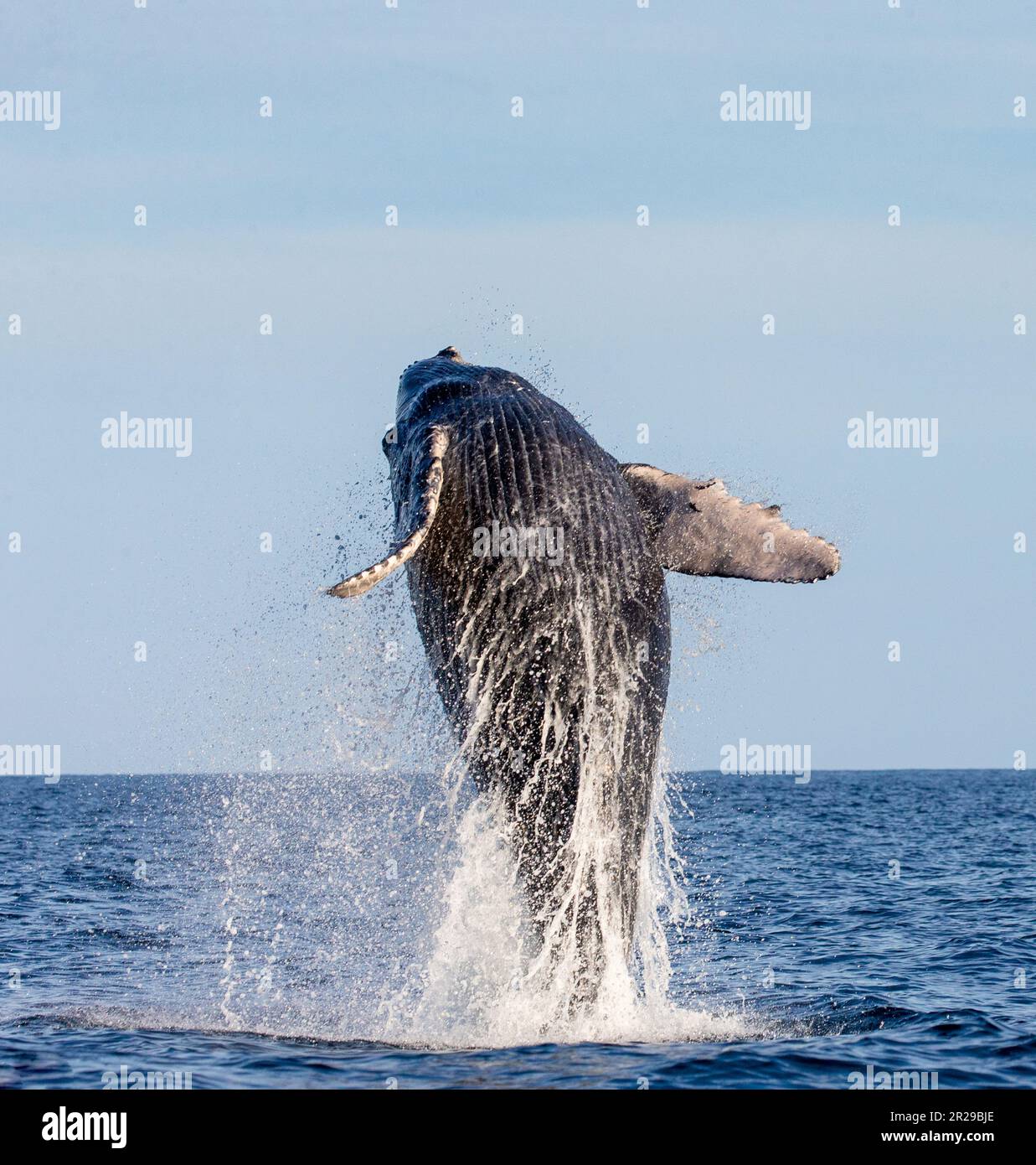 Jumping humpback whale (Megaptera novaeangliae). Mexico. Sea of Cortez ...