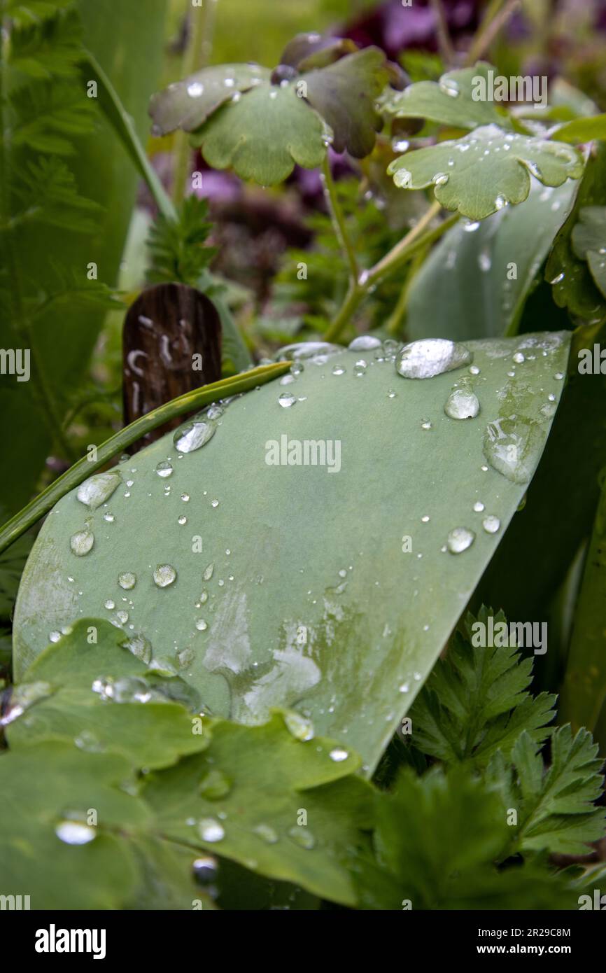 Wet garden rain hi-res stock photography and images - Alamy