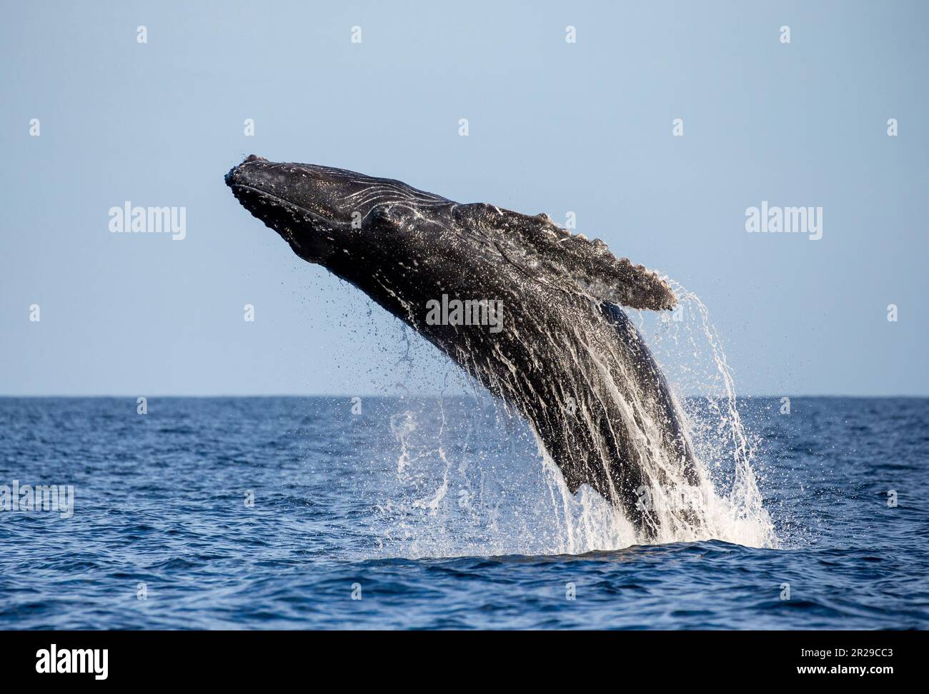 Jumping humpback whale (Megaptera novaeangliae). Mexico. Sea of Cortez ...