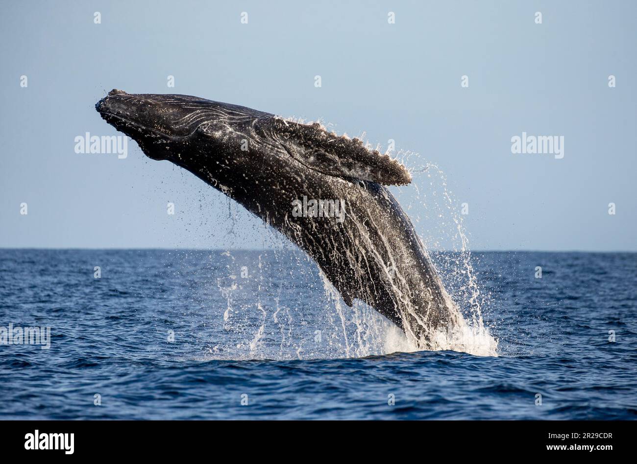 Jumping humpback whale (Megaptera novaeangliae). Mexico. Sea of Cortez ...