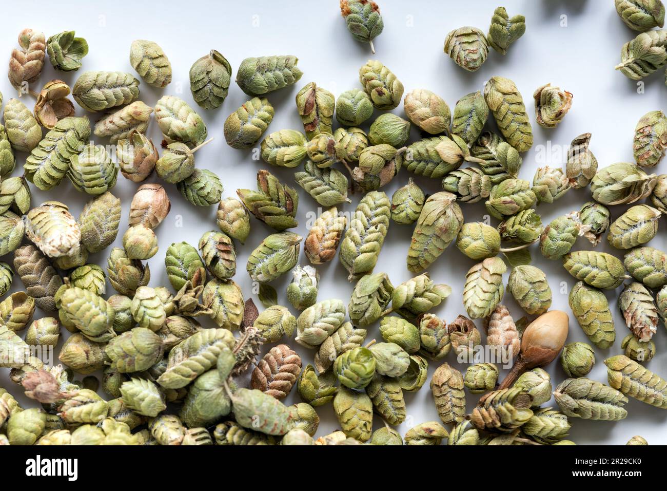 Natural thyme spice (Thymus vulgaris) on white background. Top view ...