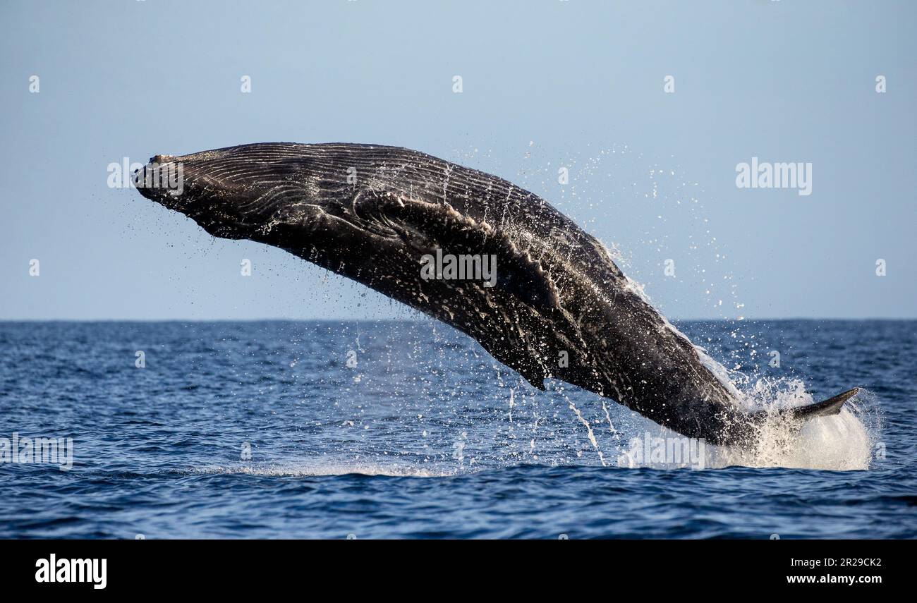 Jumping humpback whale (Megaptera novaeangliae). Mexico. Sea of Cortez ...