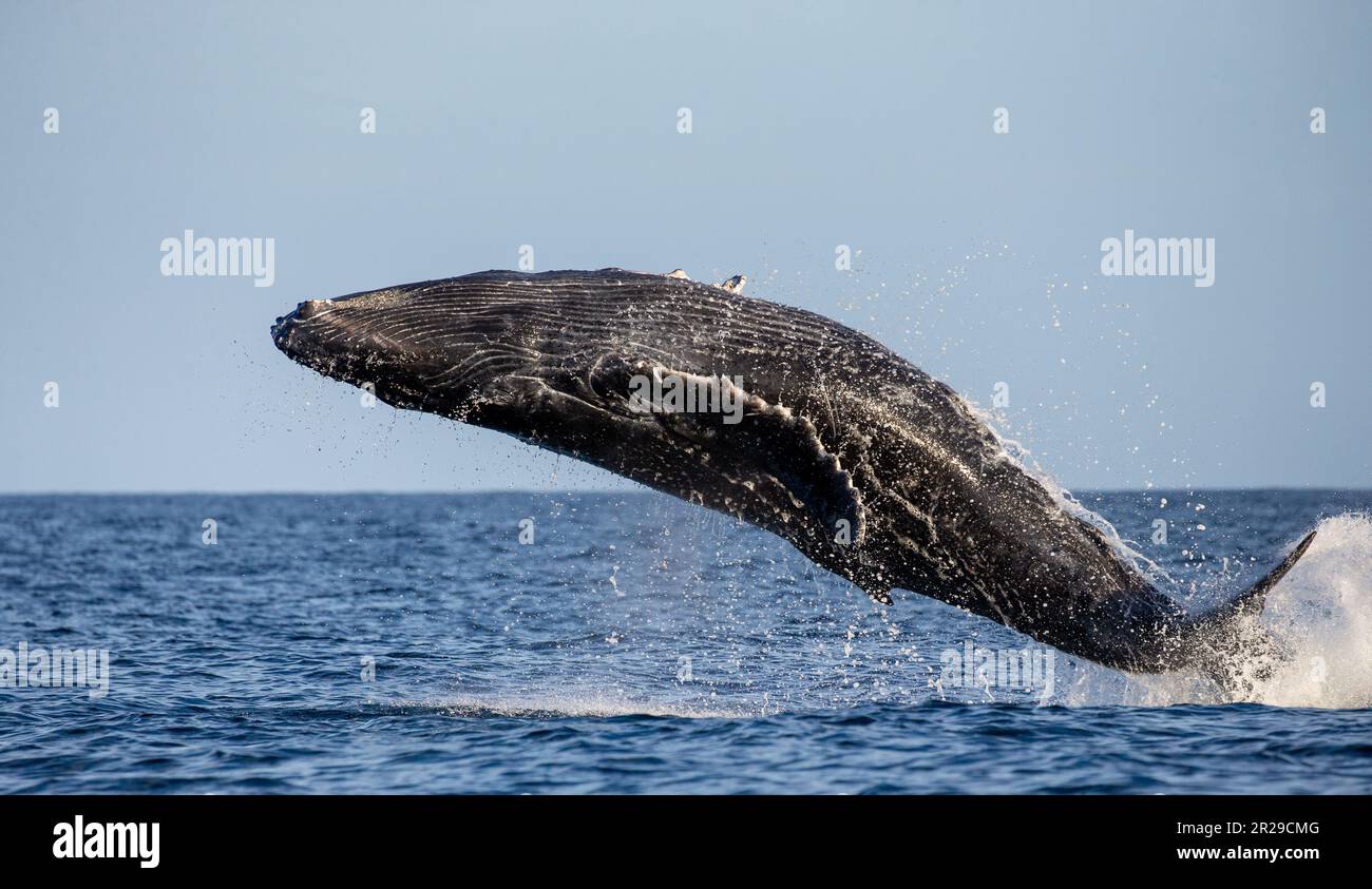 Jumping humpback whale (Megaptera novaeangliae). Mexico. Sea of Cortez ...