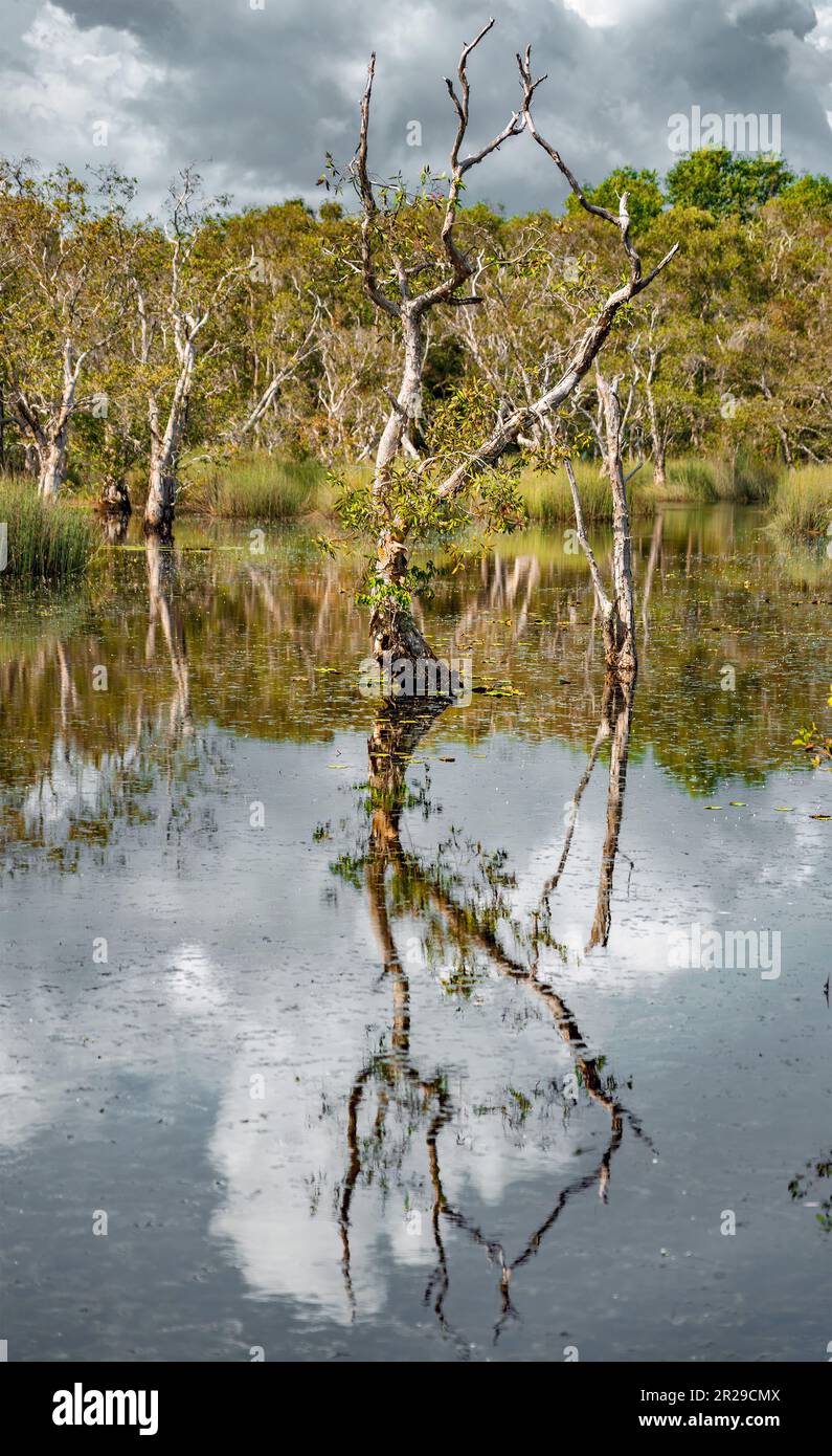 Marshland at Rayong Botanical Garden, Rayong Provincial East Plant ...