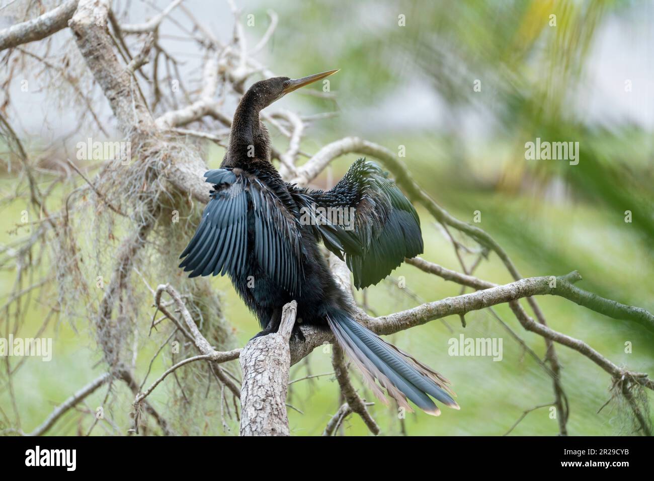 A big anhinga bird resting on tree branch in Florida wetlands Stock ...