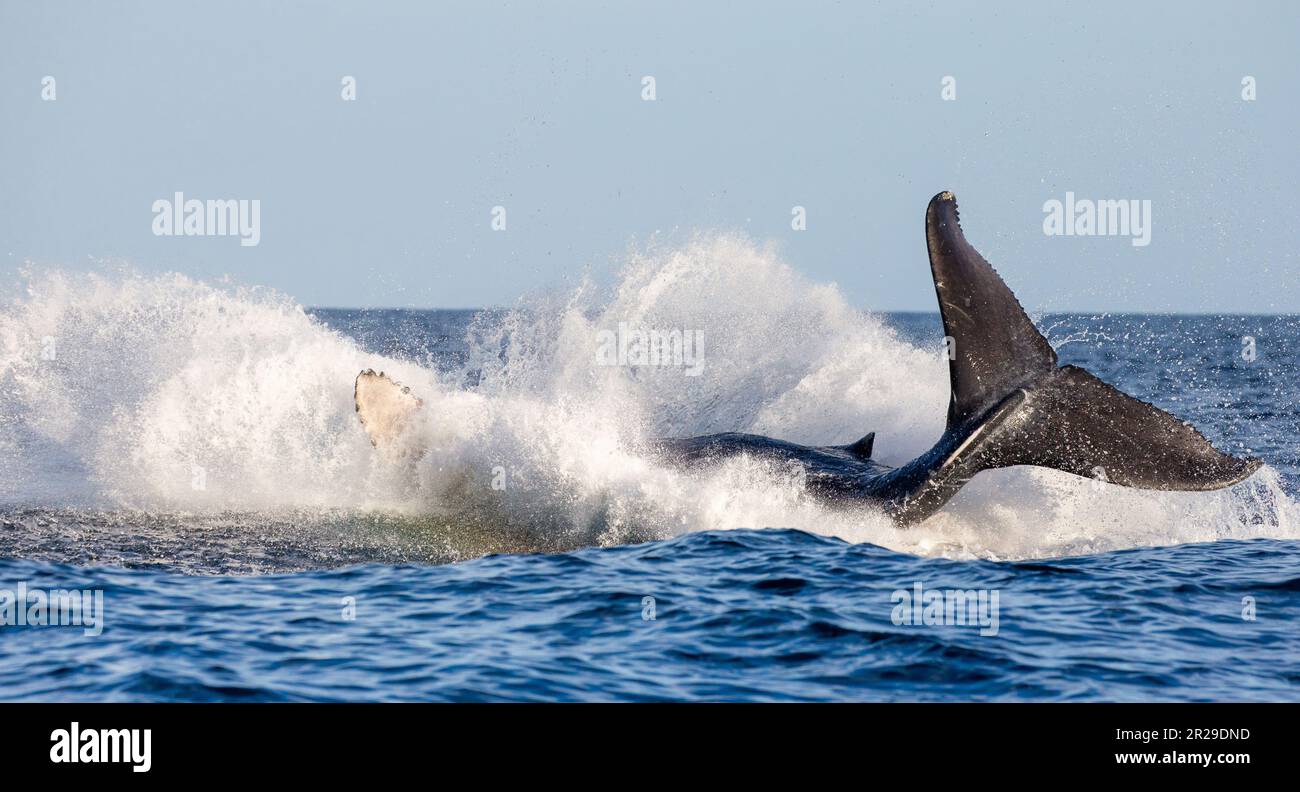 Jumping humpback whale (Megaptera novaeangliae). Mexico. Sea of Cortez ...