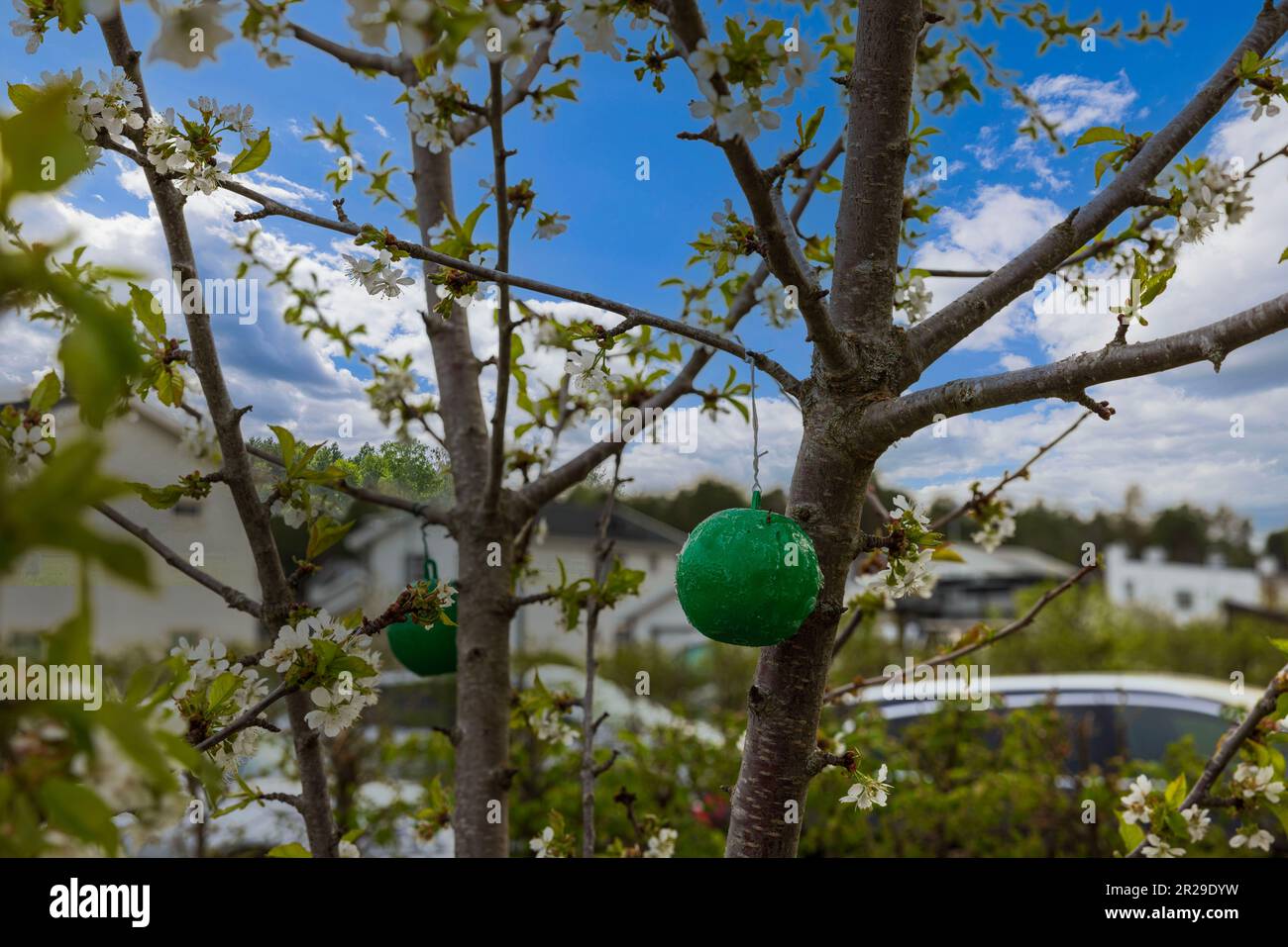 View of green plastic sticky insects traps on apple tree against blue ...