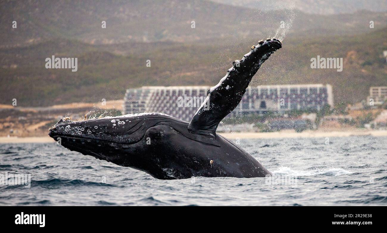 Jumping humpback whale (Megaptera novaeangliae) on the background of ...