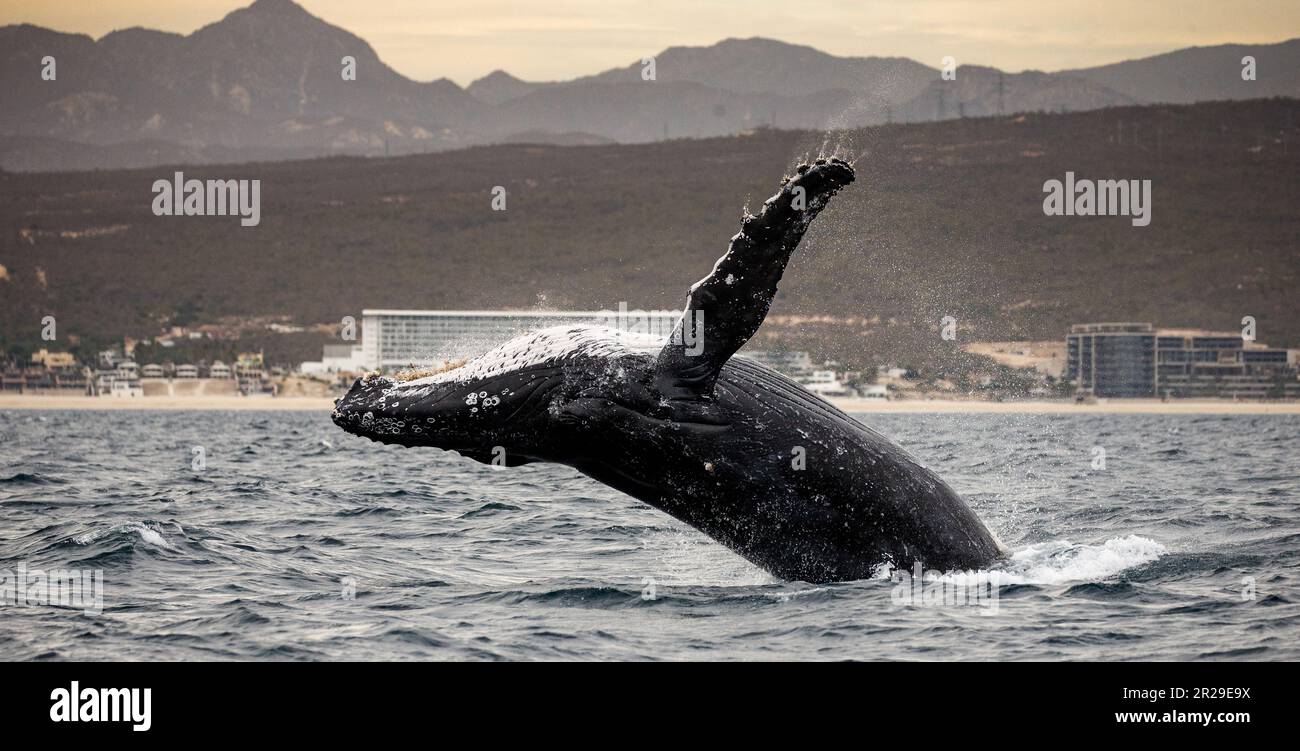 Jumping humpback whale (Megaptera novaeangliae) on the background of ...