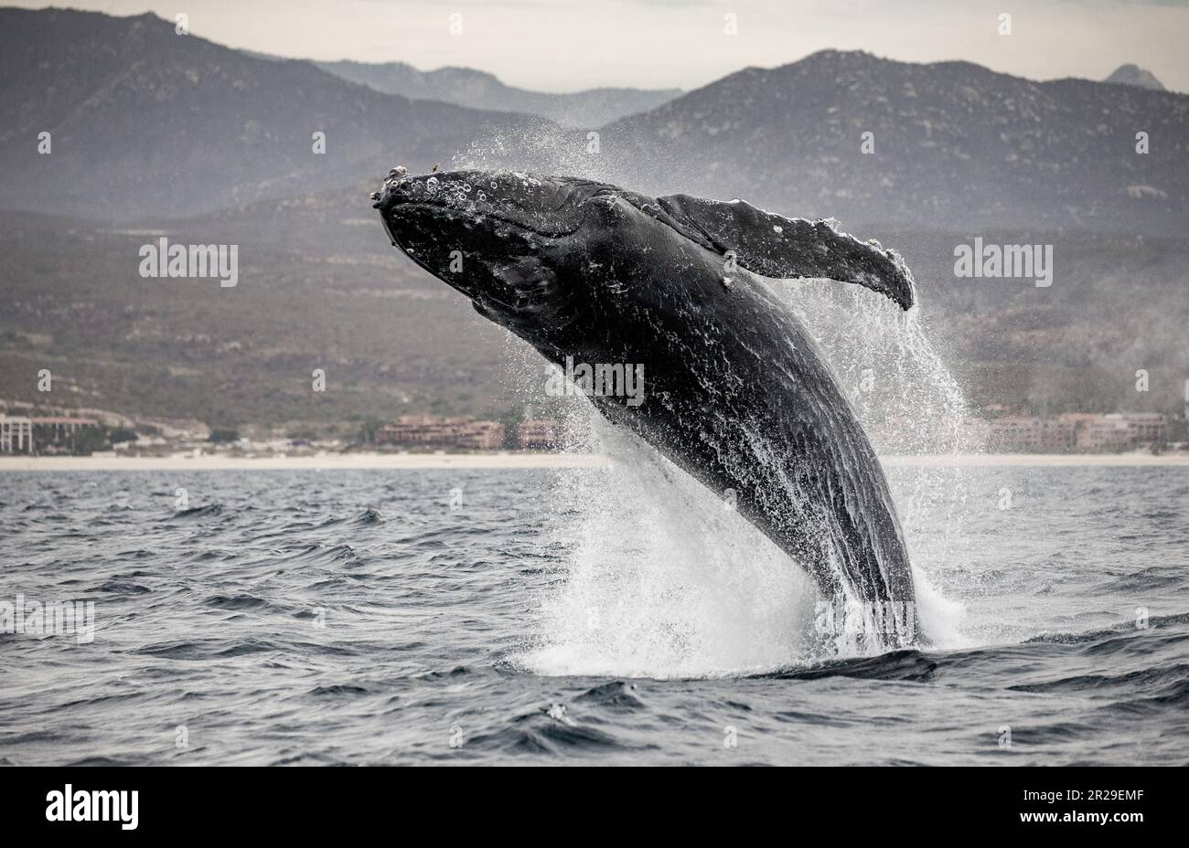 Jumping humpback whale (Megaptera novaeangliae) on the background of ...