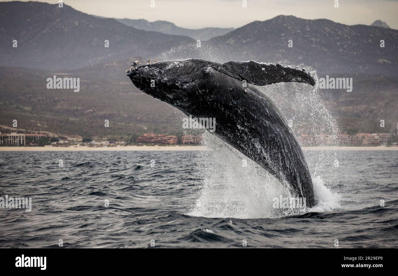 Jumping humpback whale (Megaptera novaeangliae) on the background of ...