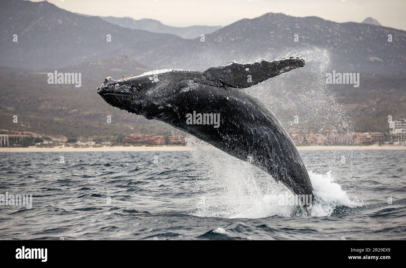 Jumping humpback whale (Megaptera novaeangliae) on the background of ...