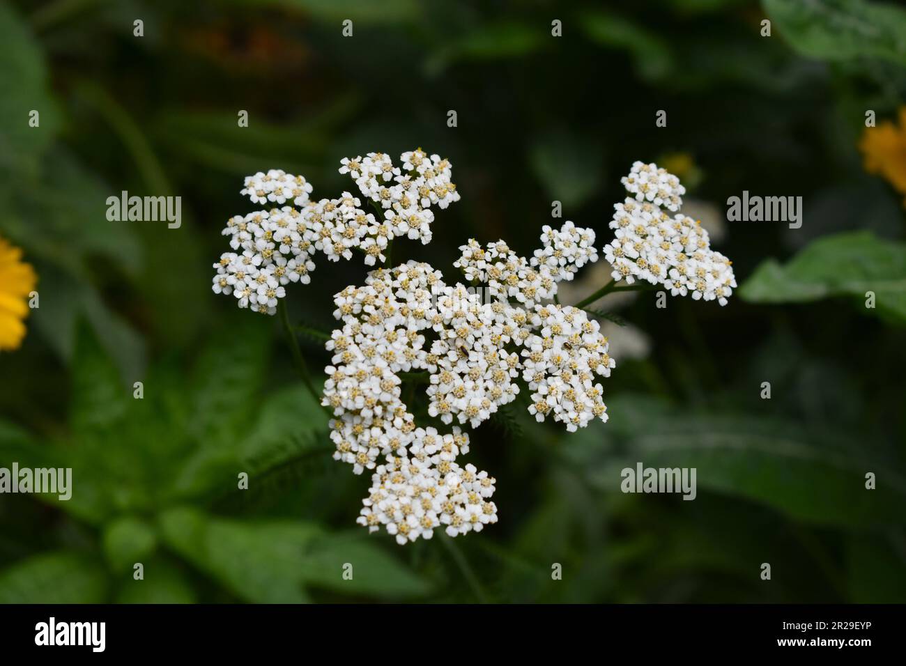 Achillea millefolium orange hi-res stock photography and images - Alamy