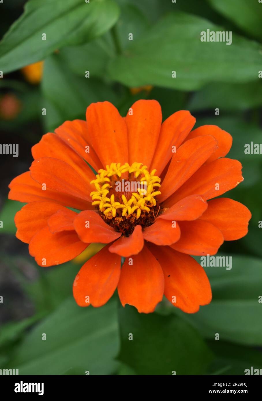 Achillea millefolium orange hi-res stock photography and images - Alamy