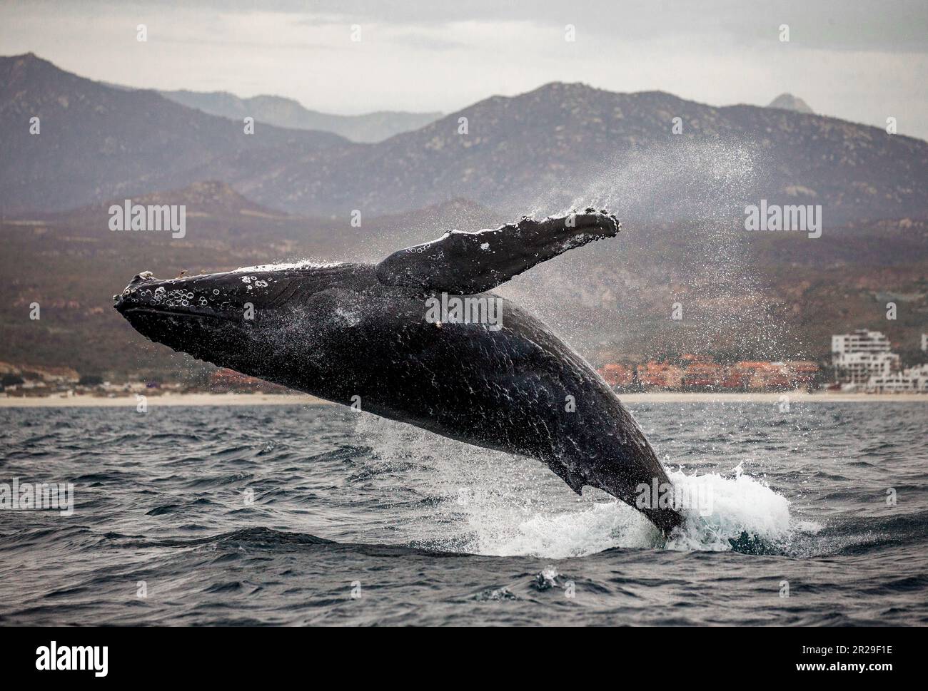 Jumping humpback whale (Megaptera novaeangliae) on the background of ...