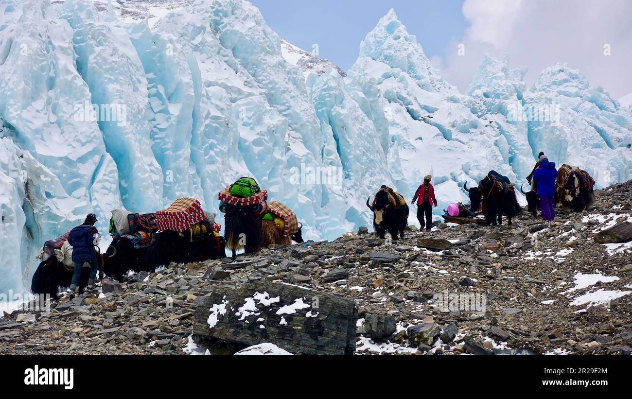 Yaks with loads advancing to Advanced Base Camp on Everest North side ...