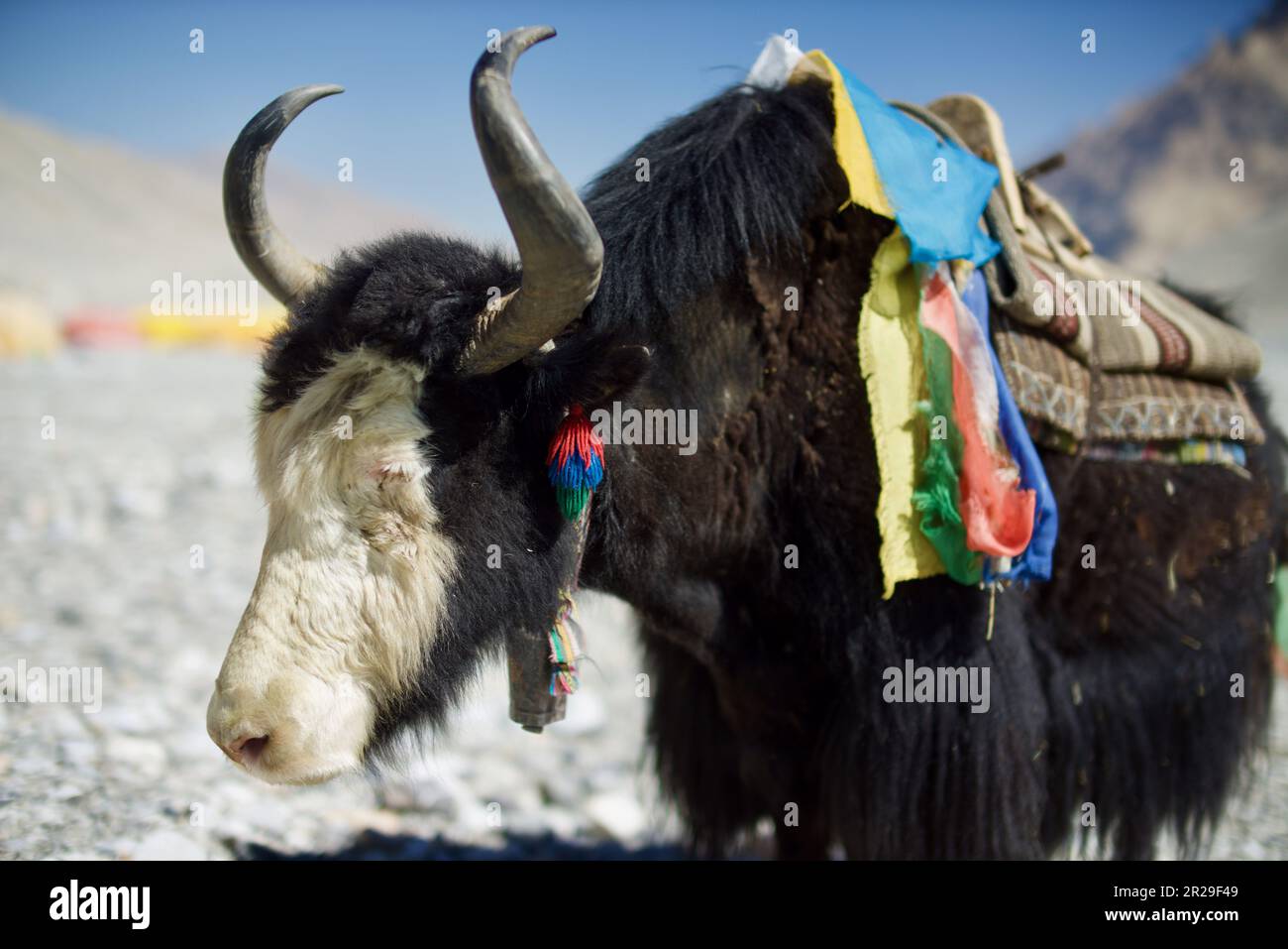 Yak waiting to receive cargo load to move it up to higher camps on ...