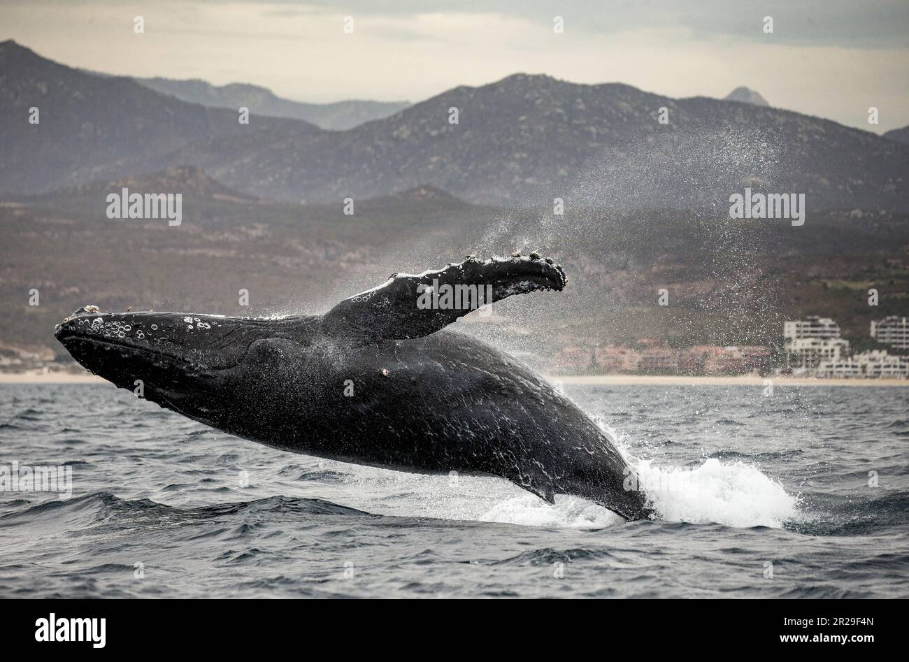 Jumping humpback whale (Megaptera novaeangliae) on the background of ...