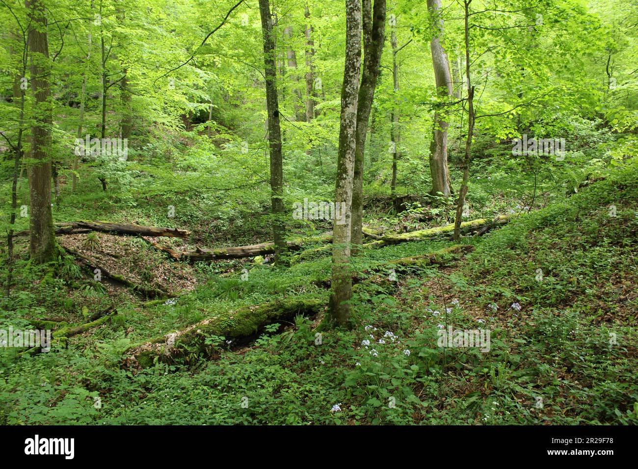The wild forest in Southern Germany Stock Photo - Alamy