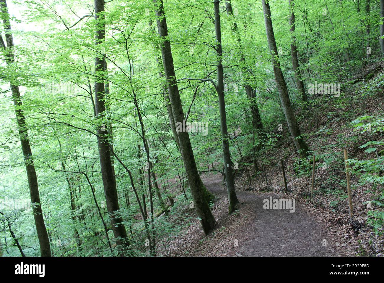 A path in a wild forest on a steep hill in southern Germany. Tall ...