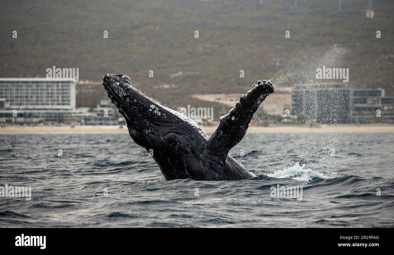 Jumping humpback whale (Megaptera novaeangliae) on the background of ...