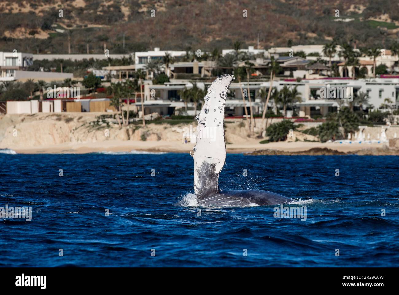 Fin of a humpback whale (Megaptera novaeangliae) on the background of ...