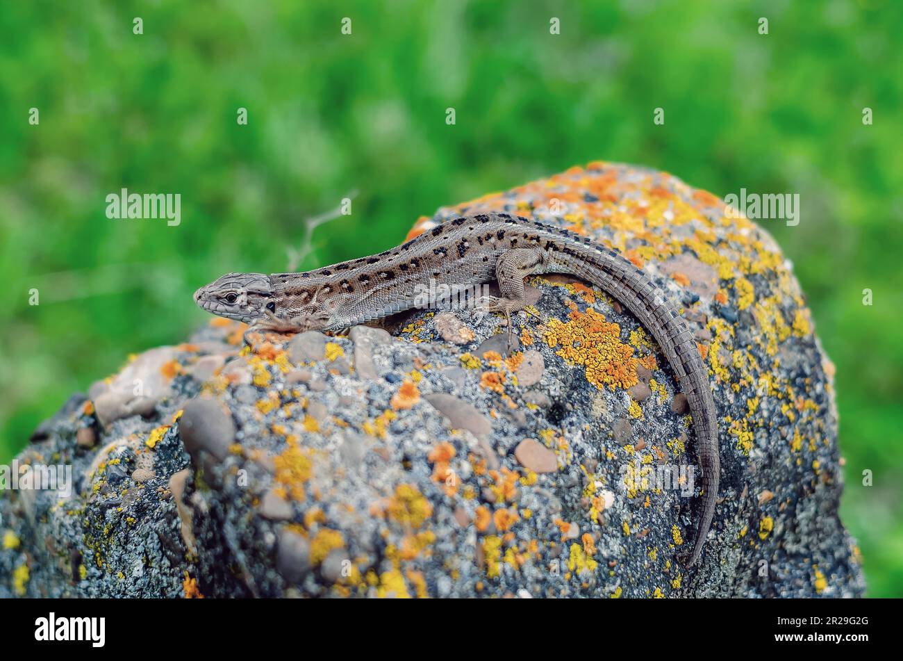 Sand lizard sits on a stone against background of green grass Stock ...