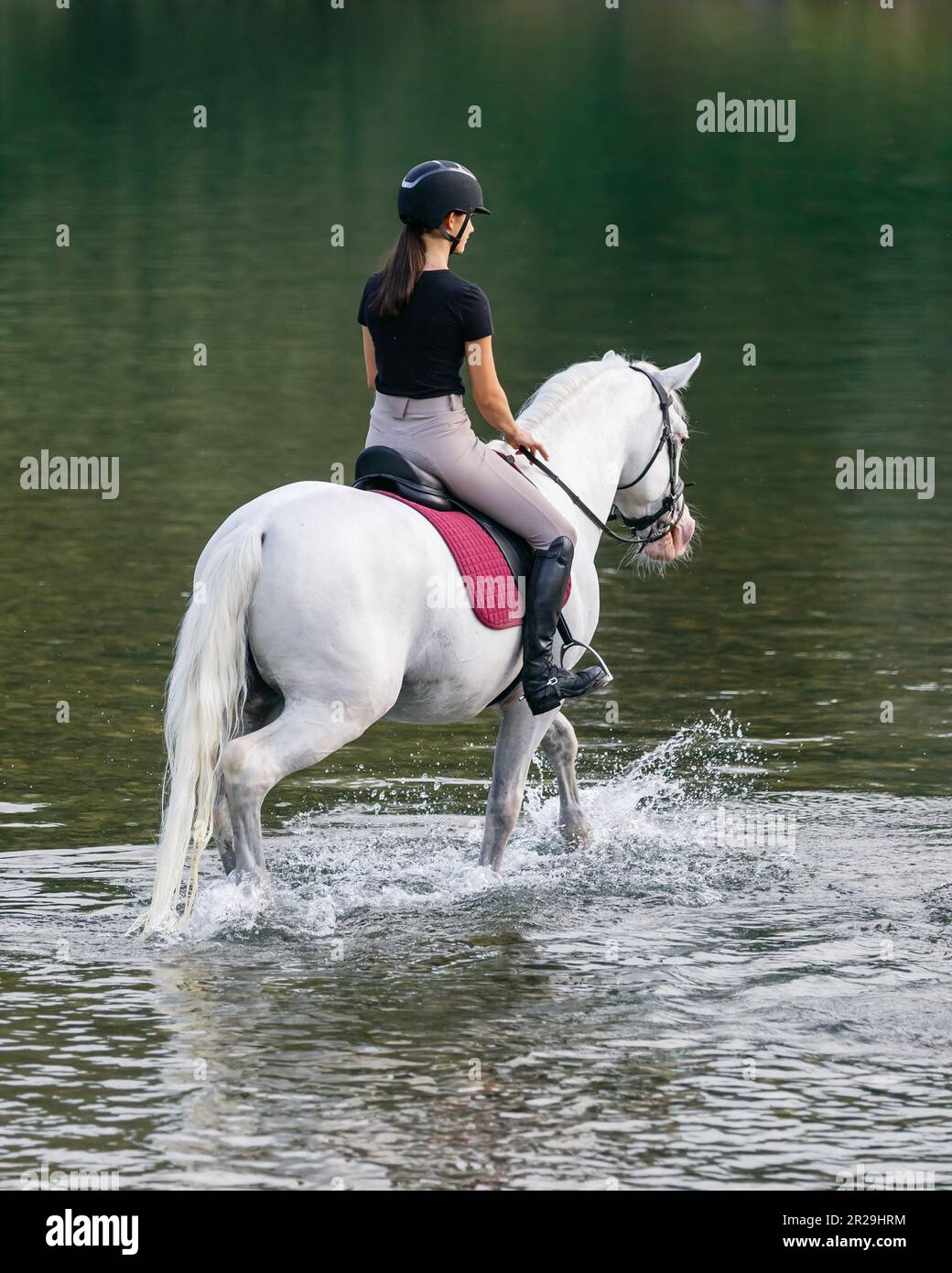 Girl riding a snow white horse down the calm river water with forest ...