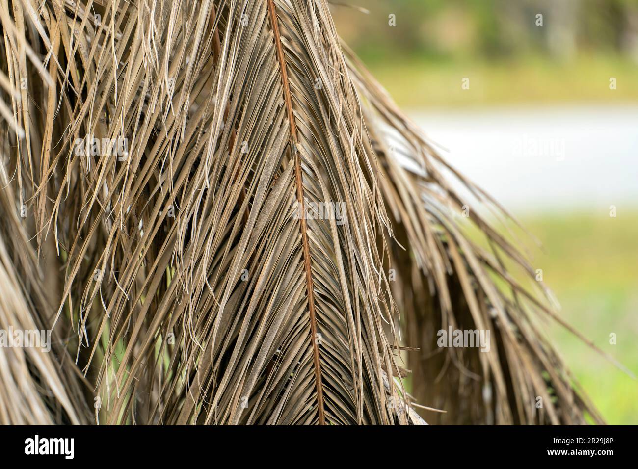 Dry dead palm tree on Florida home backyard Stock Photo - Alamy