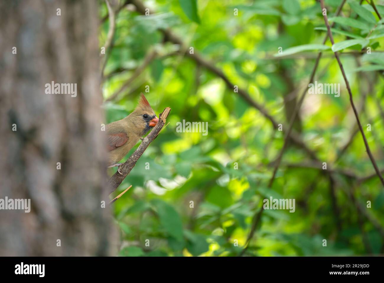 Female of northern cardinal bird (Cardinalis cardinalis) perched on a ...