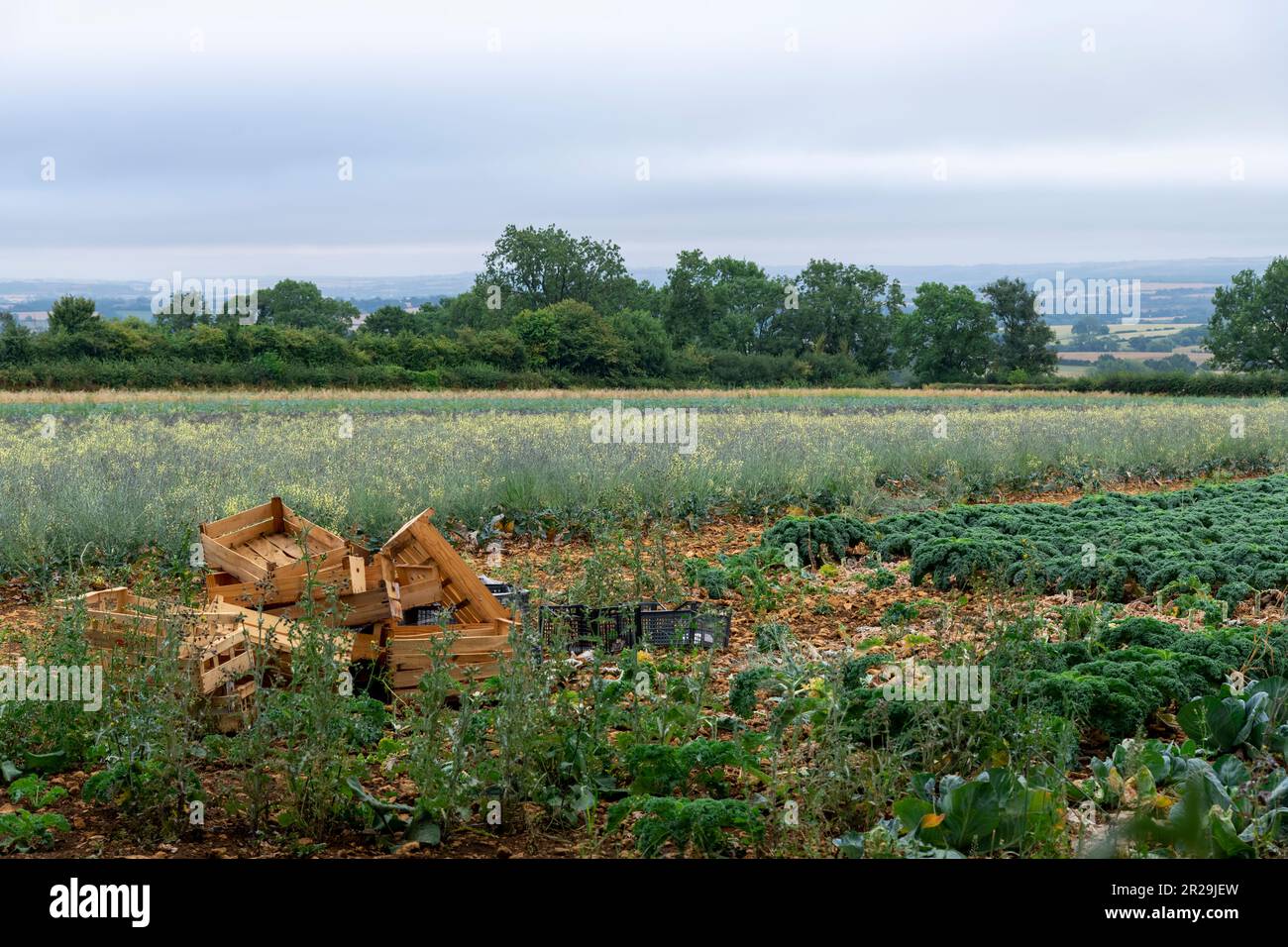 View over an agricultural field where both mustard and kale is growing ...