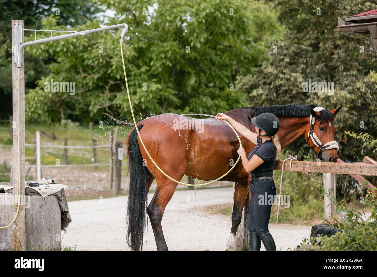 Young woman washing her horse on a farm after ride in summer Stock ...