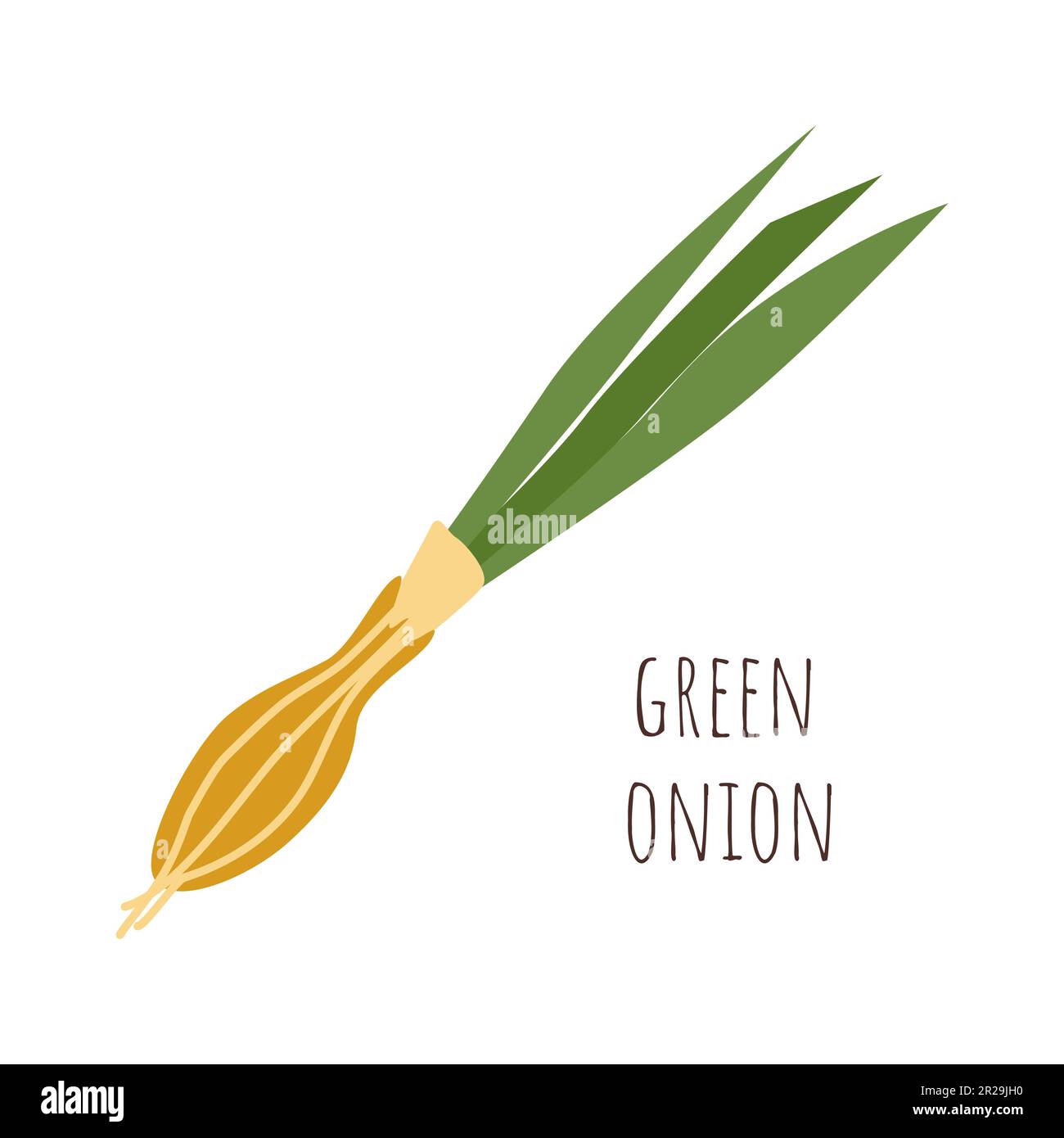 Green onion flash card. Hand drawn spring onion with text description ...