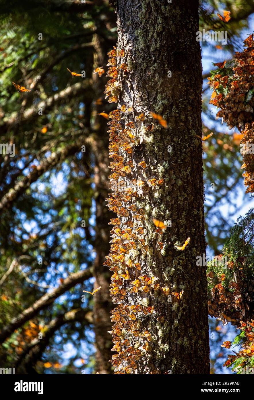 Colony of Monarch butterflies (Danaus plexippus) on a pine trunk in a ...