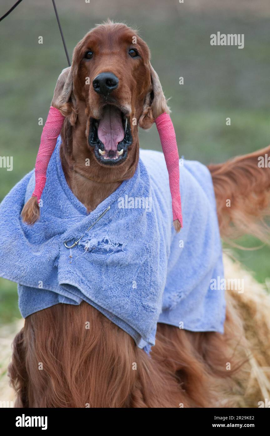 Irish Setter yawning while wrapped up waiting to exhibit at a dog show ...