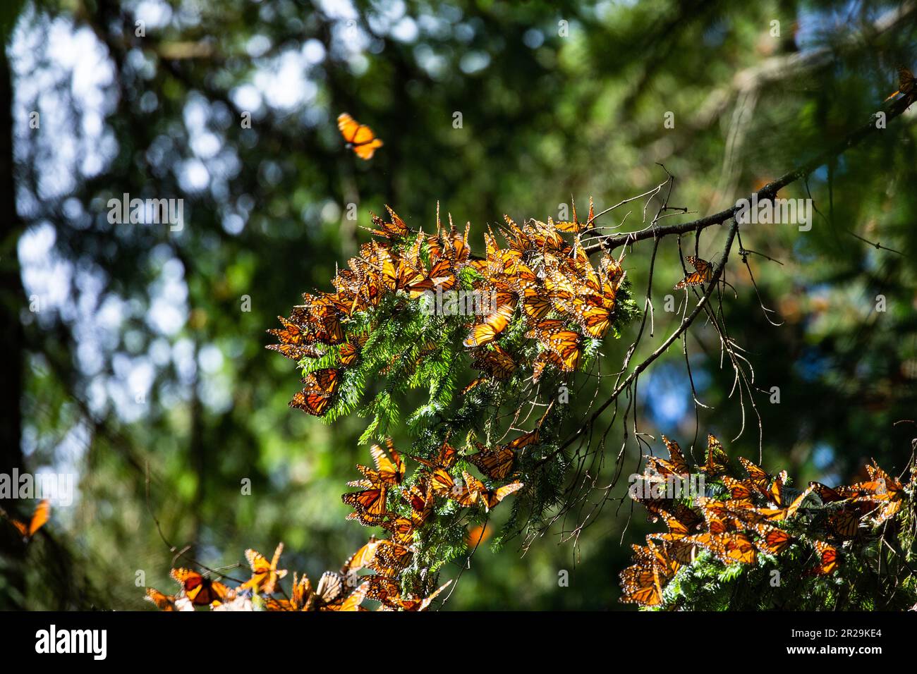 Monarch butterflies (Danaus plexippus) are sitting on branches in the ...