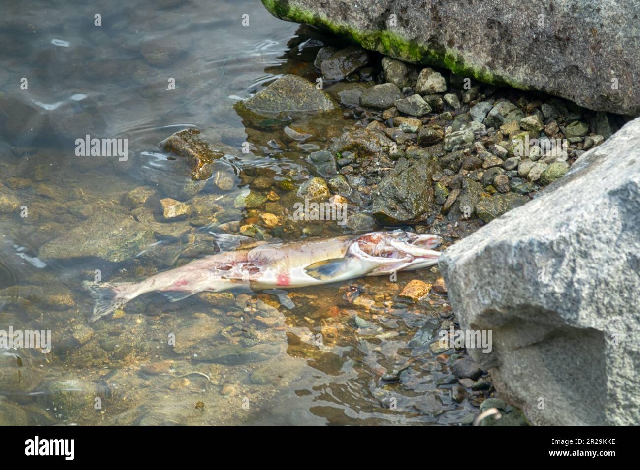 Salmon died after the reproductive function. Carcasses of fish rot ...