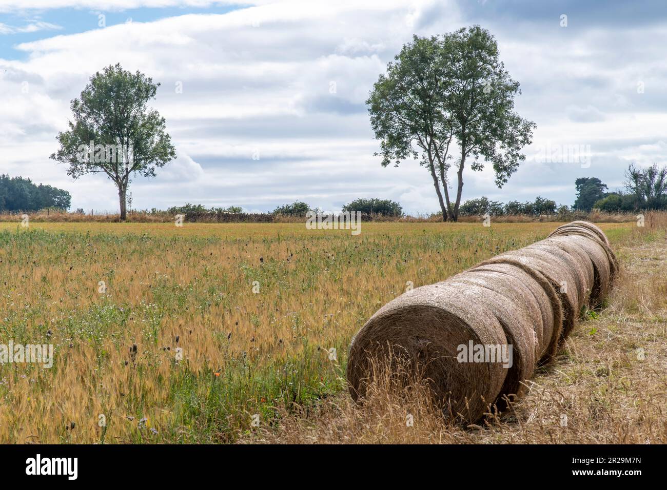 Round hay bales on a field with grasses in the Cotswolds, UK, lined up ...