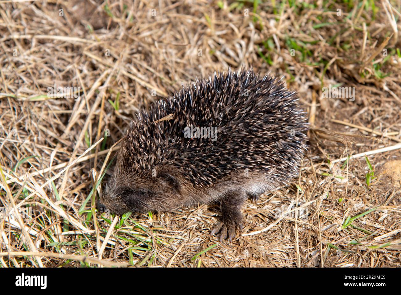 Close up of a young common hedgehog between low grass and a blow-fly ...