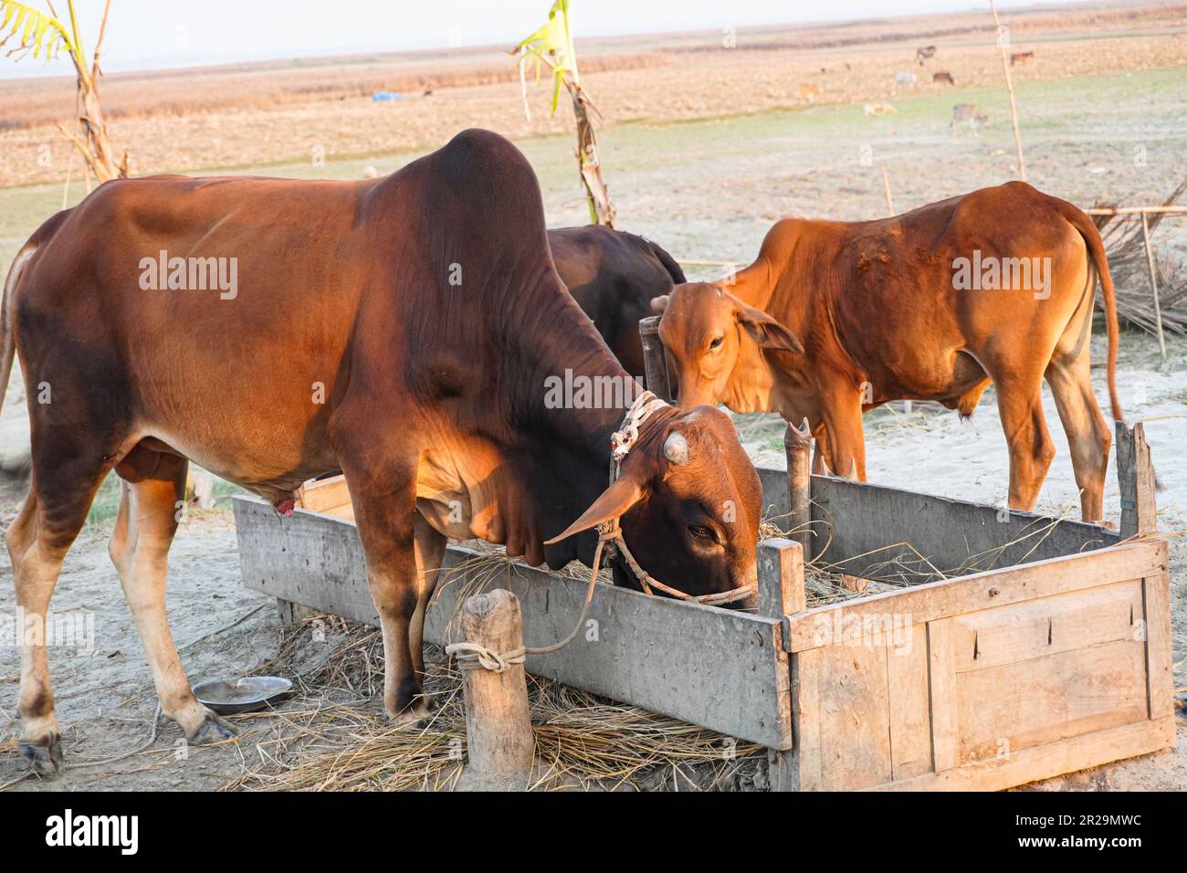 Healthy cows hi-res stock photography and images - Alamy