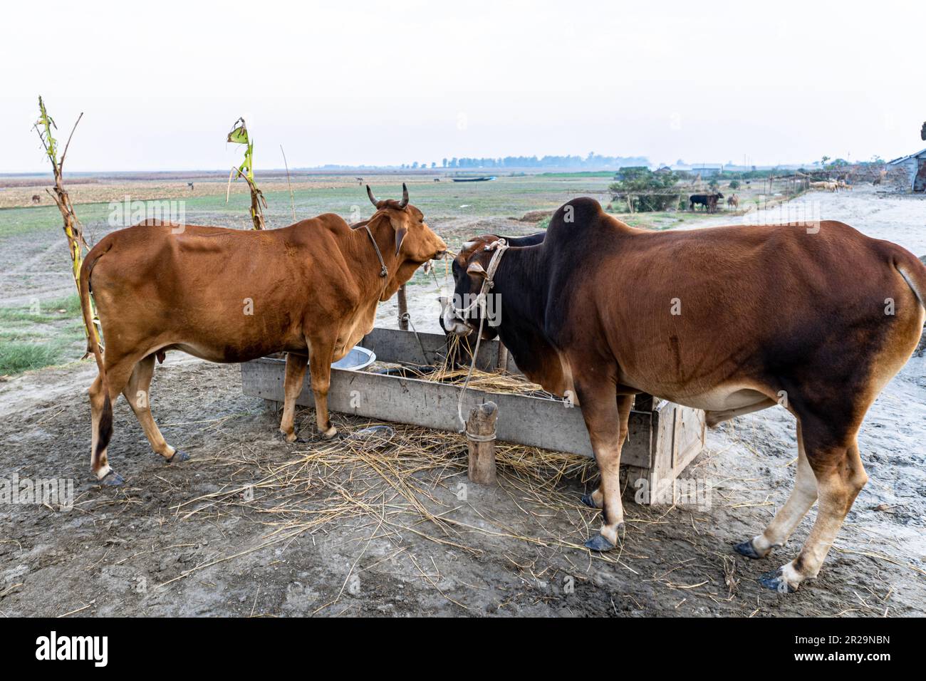 Bangladesh cows hi-res stock photography and images - Alamy