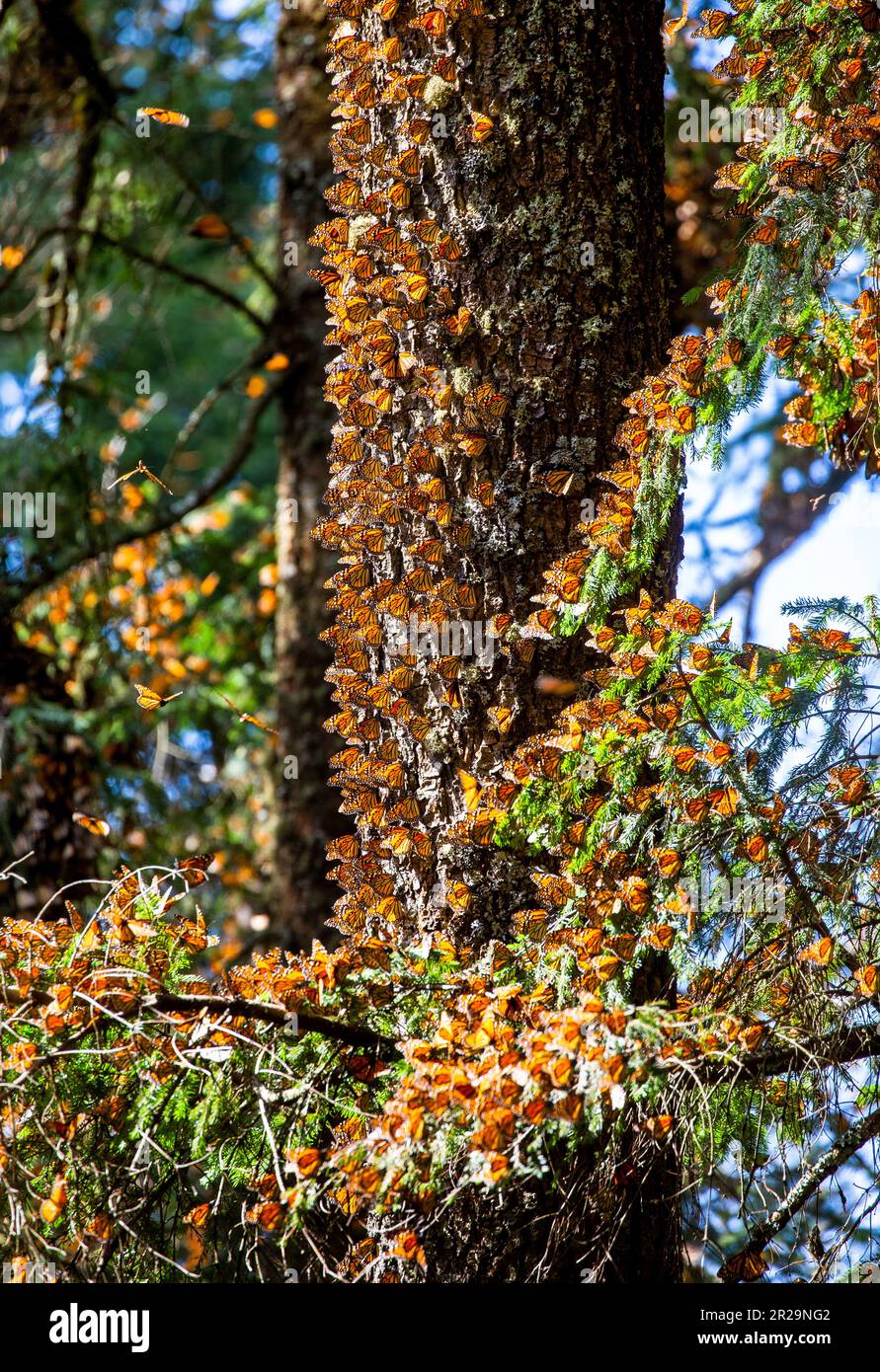 Colony of Monarch butterflies (Danaus plexippus) on a pine trunk in a ...