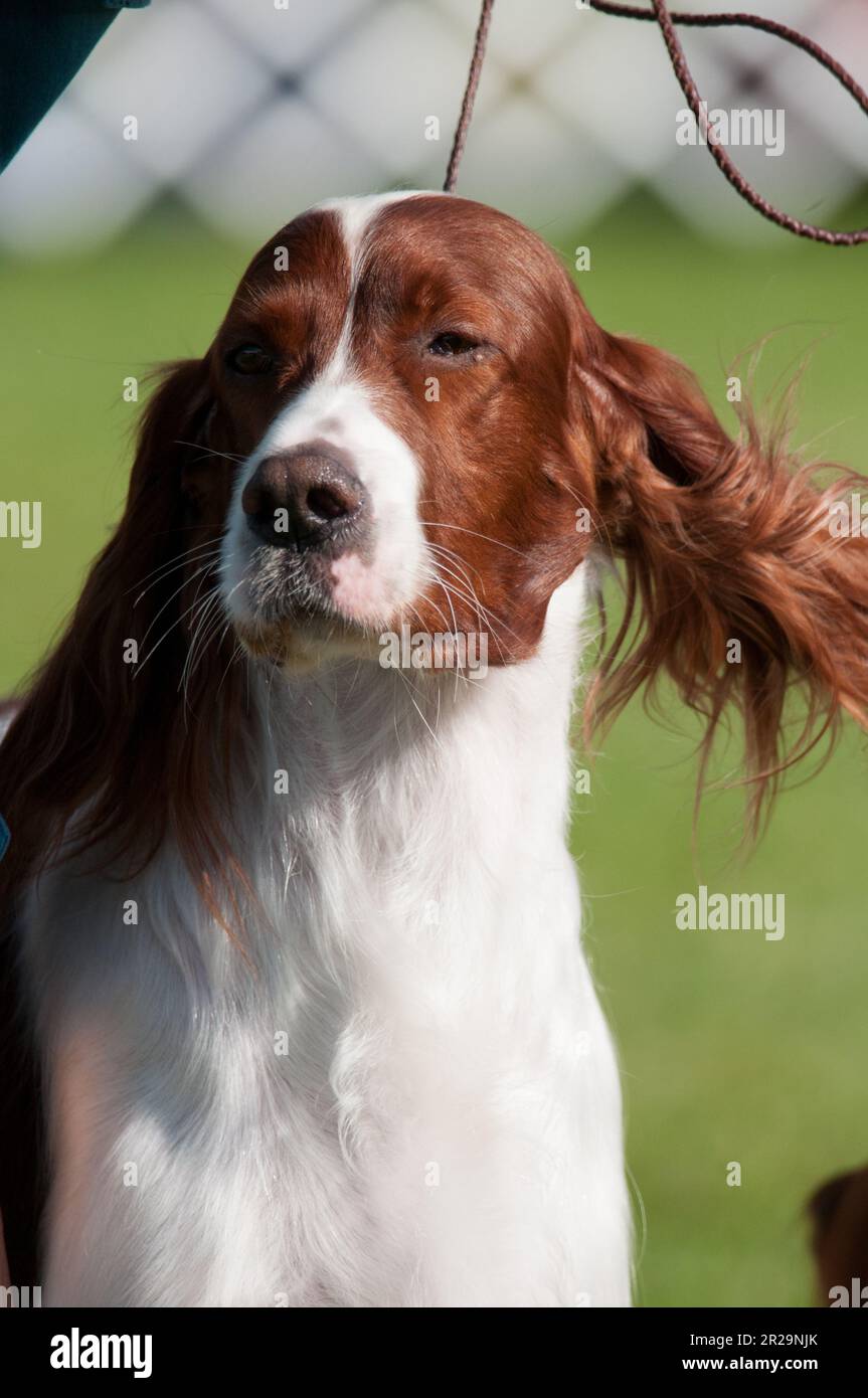Irish Red and White Setter close-up in the sunlight Stock Photo - Alamy