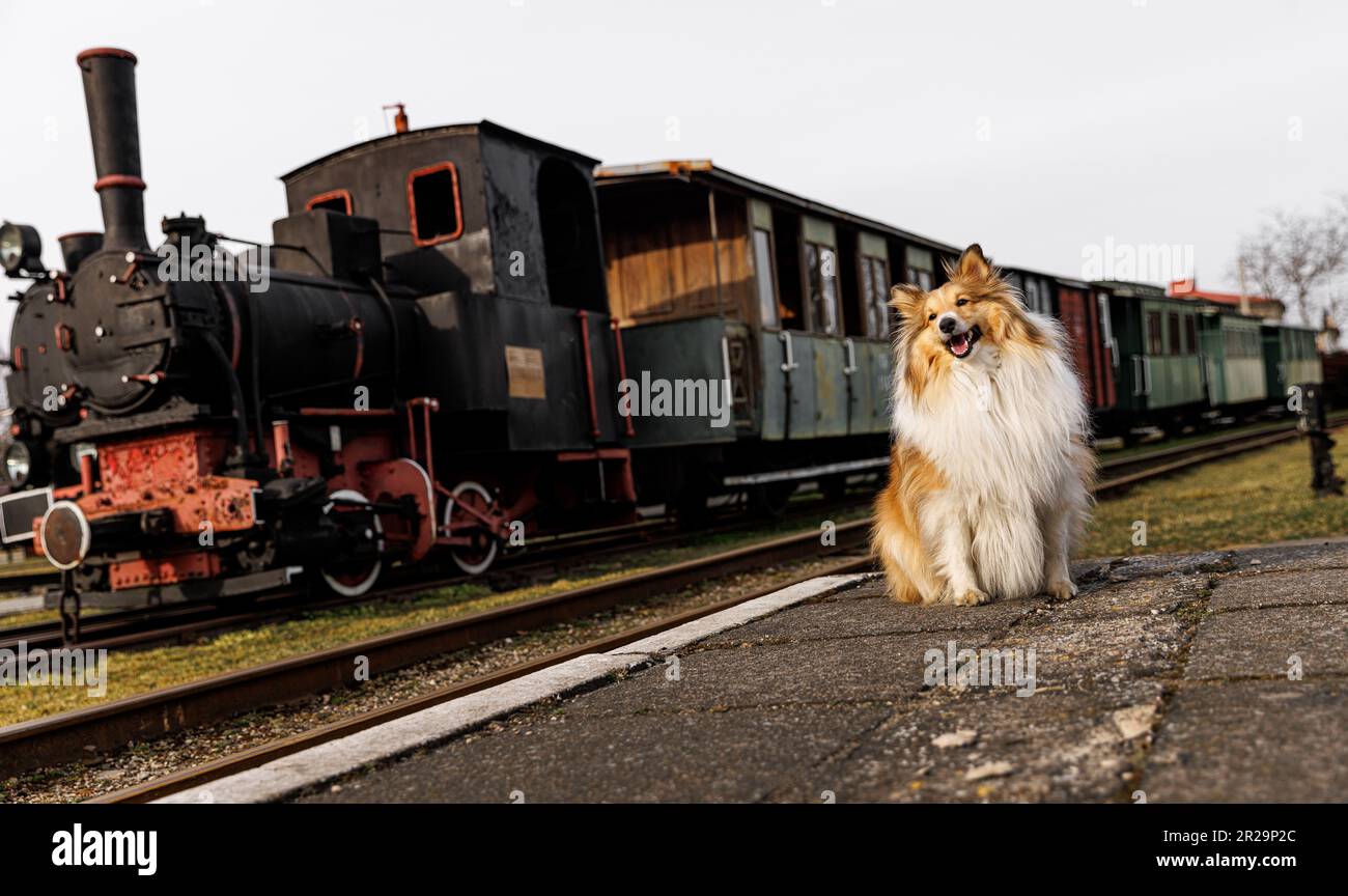 The dog on the railway station platform. Steam locomotive in the ...